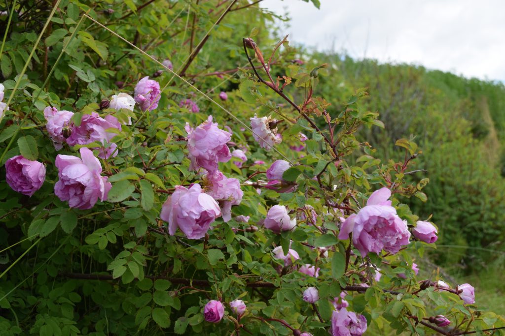 „Páfarós“ – Rosa ‘Poppius’ – Gróðrarstöð