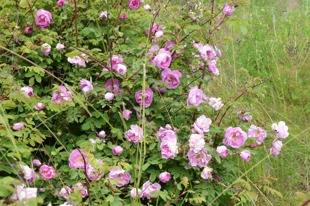 „Páfarós“ – Rosa ‘Poppius’ – Gróðrarstöð