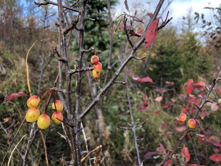 Alaskaepli – Malus fusca – Gróðrarstöð