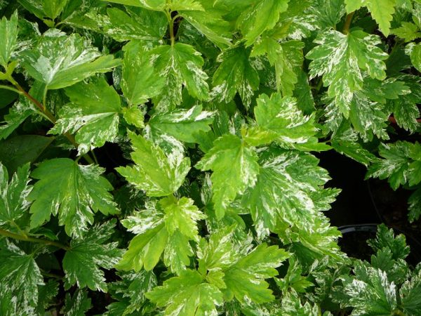 Fjallarifs/Alparifs ‘Lára’- Ribes alpinum ‘Lára’ – Gróðrarstöð