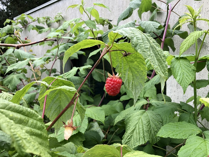 Hindber – Rubus idaeus – Gróðrarstöð