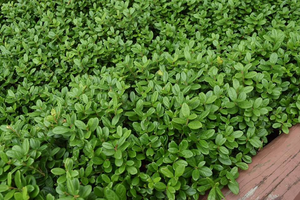 Rauðberjalyng / Týtuber ‘Koralle’ – Vaccinium vitis-idaea ‘Koralle ...