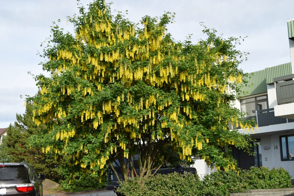 Fjallagullregn – Laburnum alpinum – Gróðrarstöð