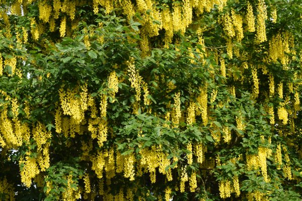 Fjallagullregn – Laburnum alpinum – Gróðrarstöð