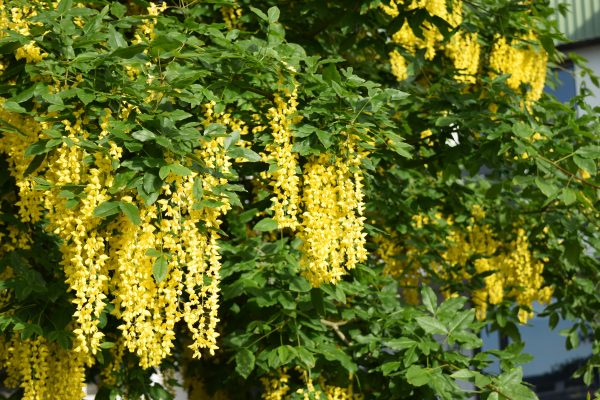 Fjallagullregn – Laburnum alpinum – Gróðrarstöð
