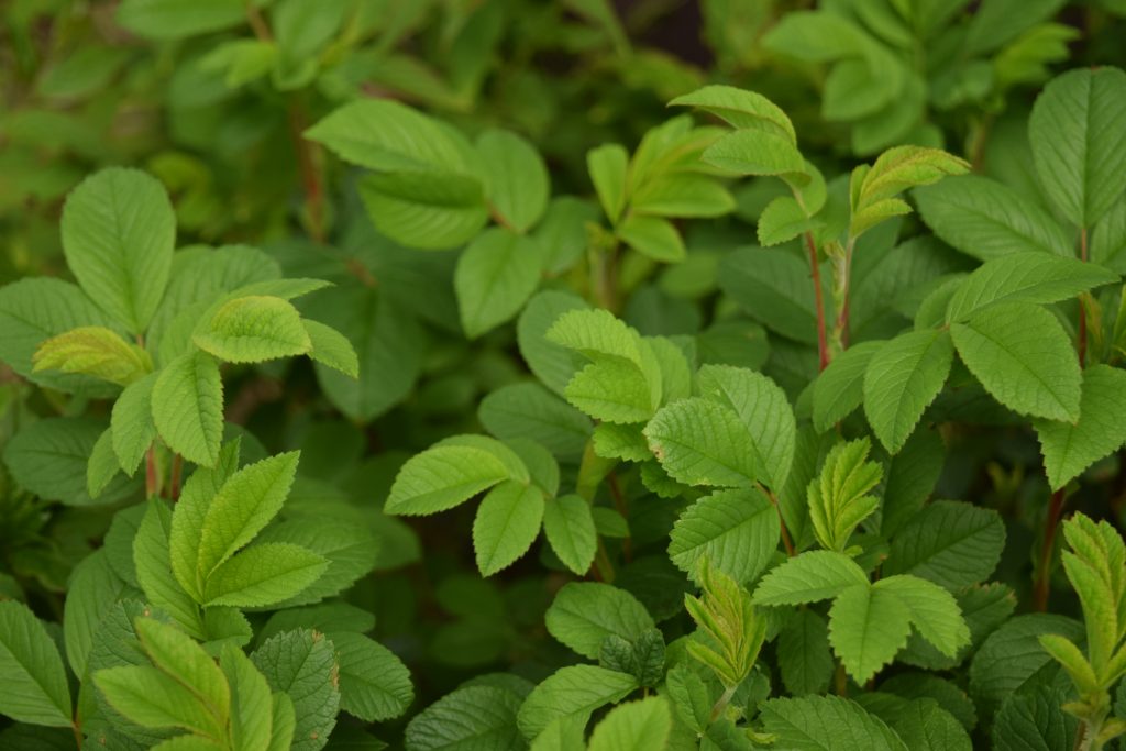 Rós ‘Louise Bugnet’ – Rosa ‘Louise Bugnet’ – Gróðrarstöð